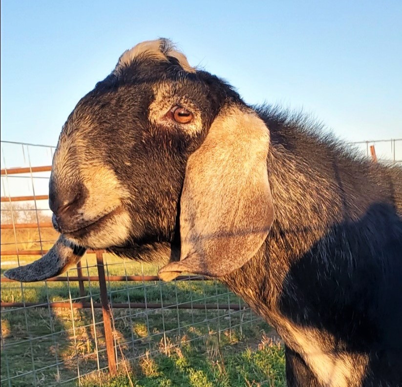 Abraxan's Pictures and References